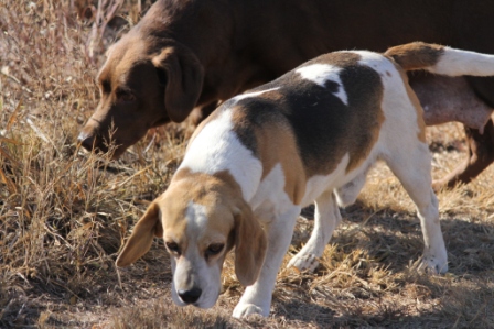 Basie - Meet our Beagle Family